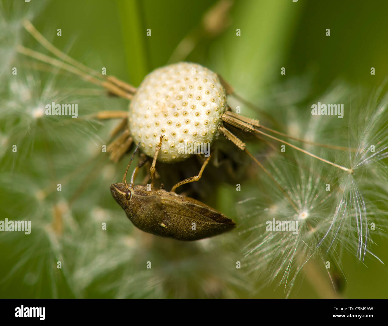 European bugs hi-res stock photography and images - Alamy