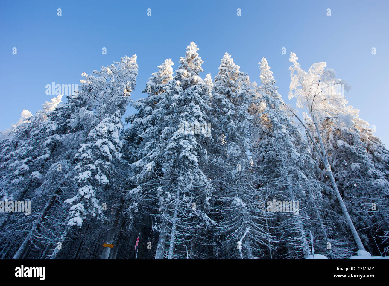View of snowy spruce taiga forest ( fir trees , Picea Abies ) , Finland Stock Photo - Alamy