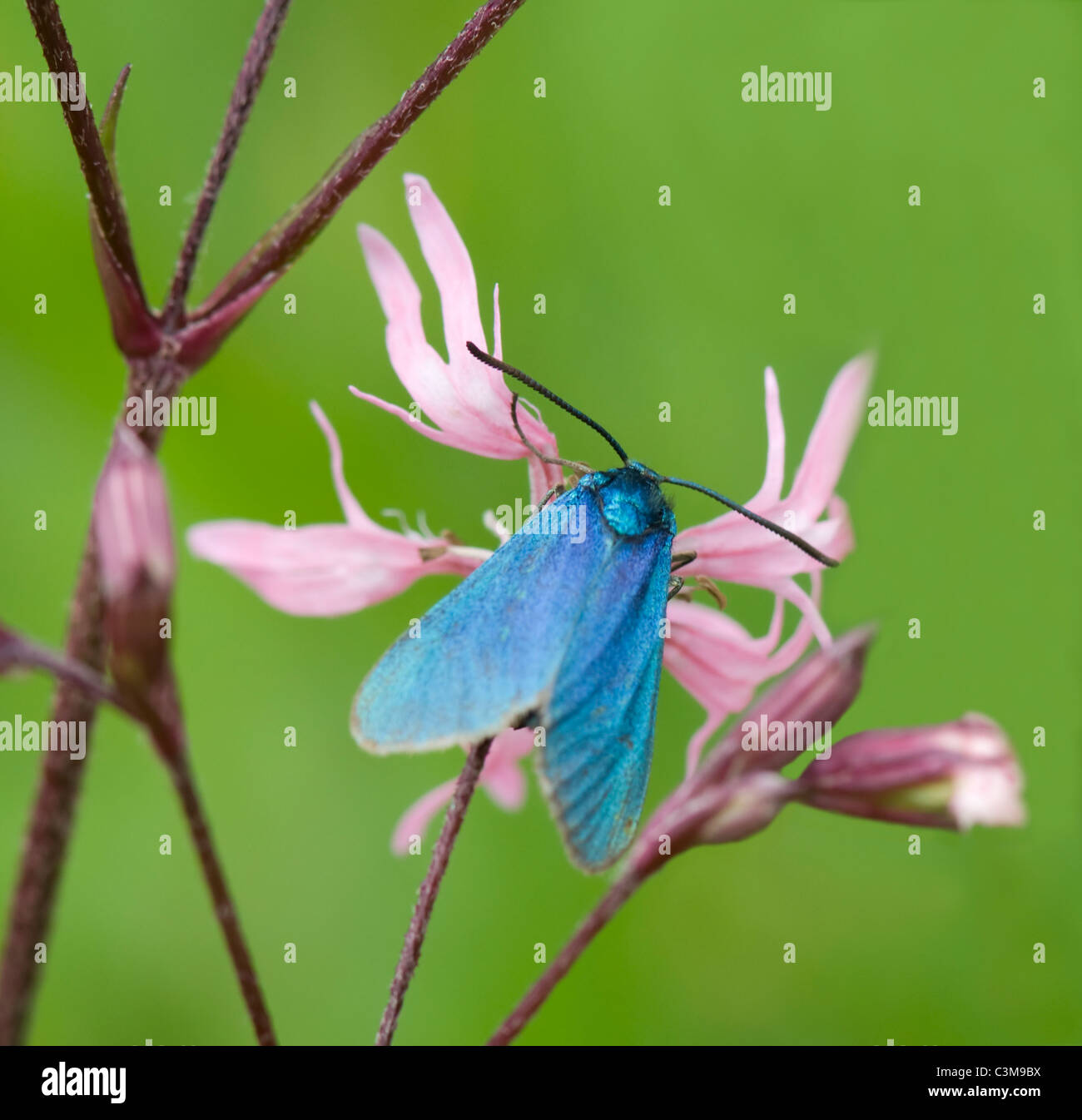 Forester moth hi-res stock photography and images - Alamy