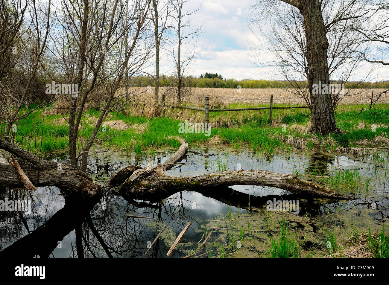 Swamp ecosystem hi-res stock photography and images - Alamy