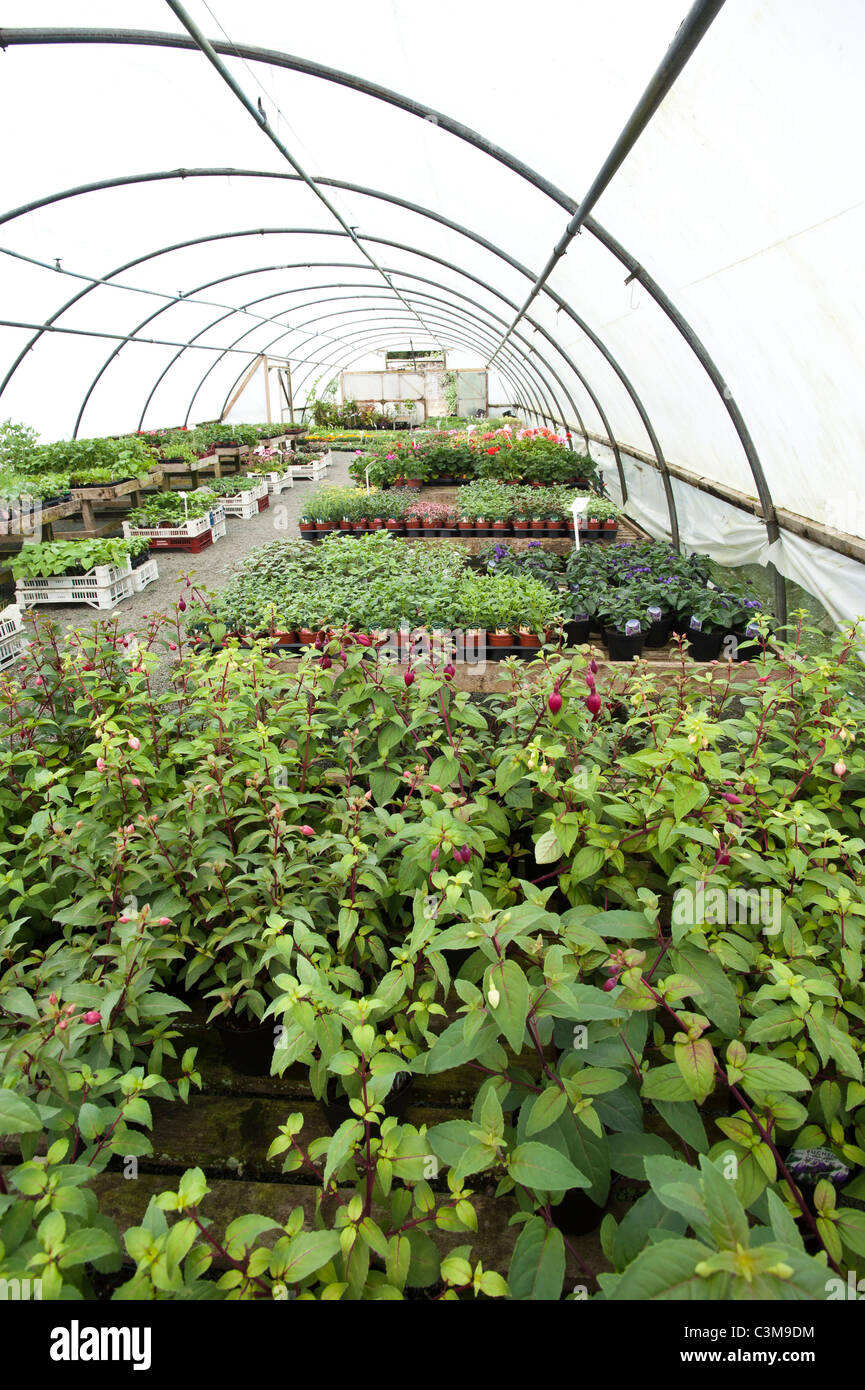 Plants growing under a polytunnel in a garden centre center nursery ...