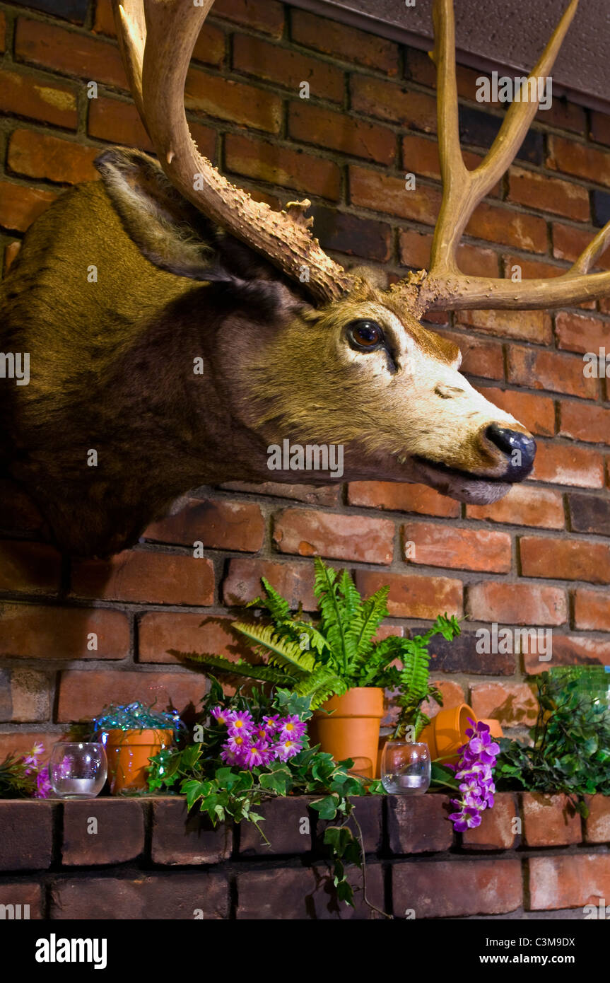 Mounted Deer Head Drawing