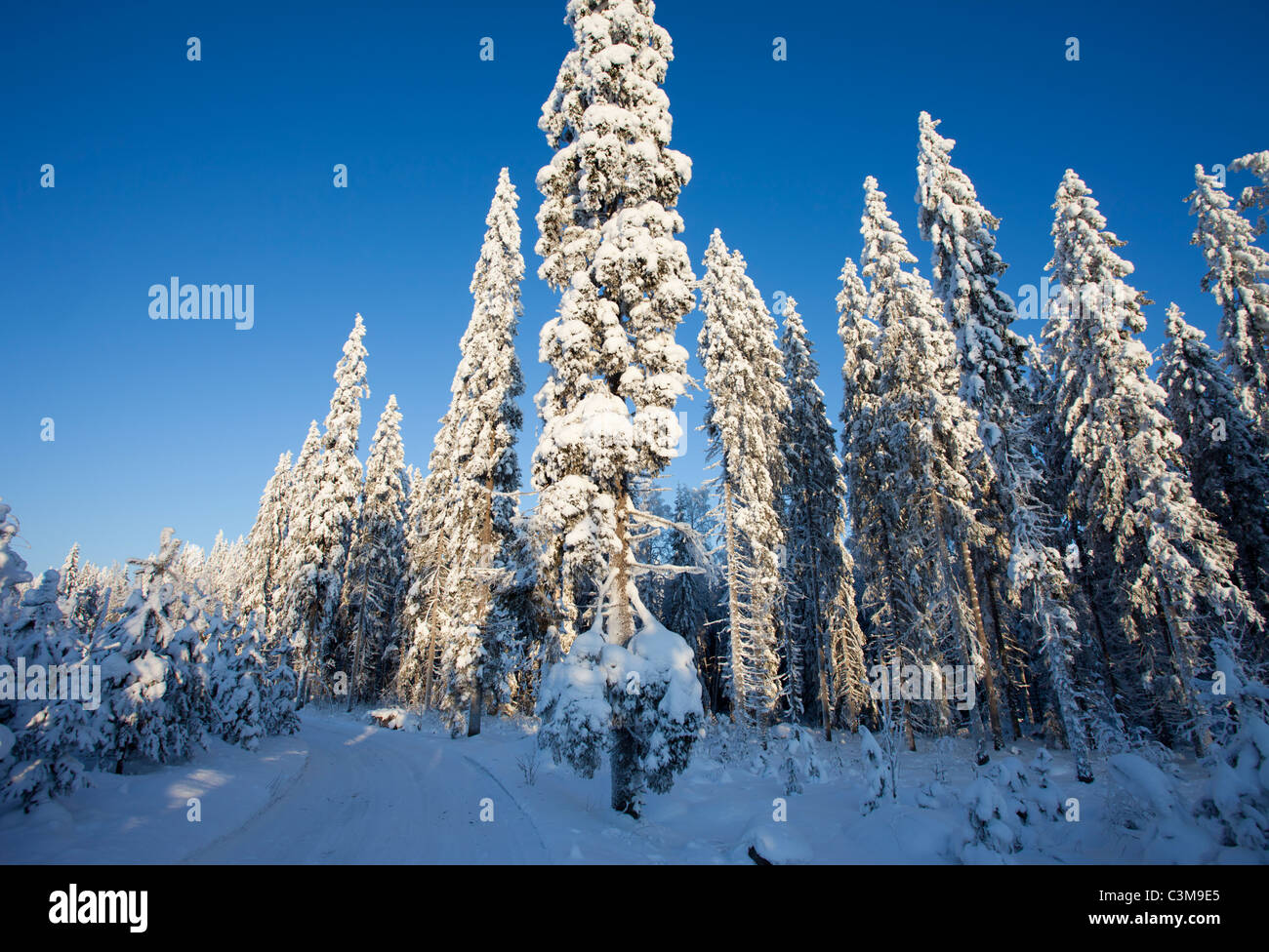 Spruce Tree In Taiga Botanist Taiga Forest