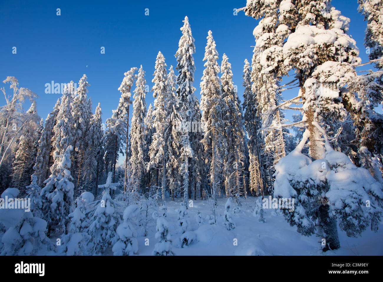 Snow covered spruce ( picea abies ) trees in the taiga forest , Finland Stock Photo - Alamy