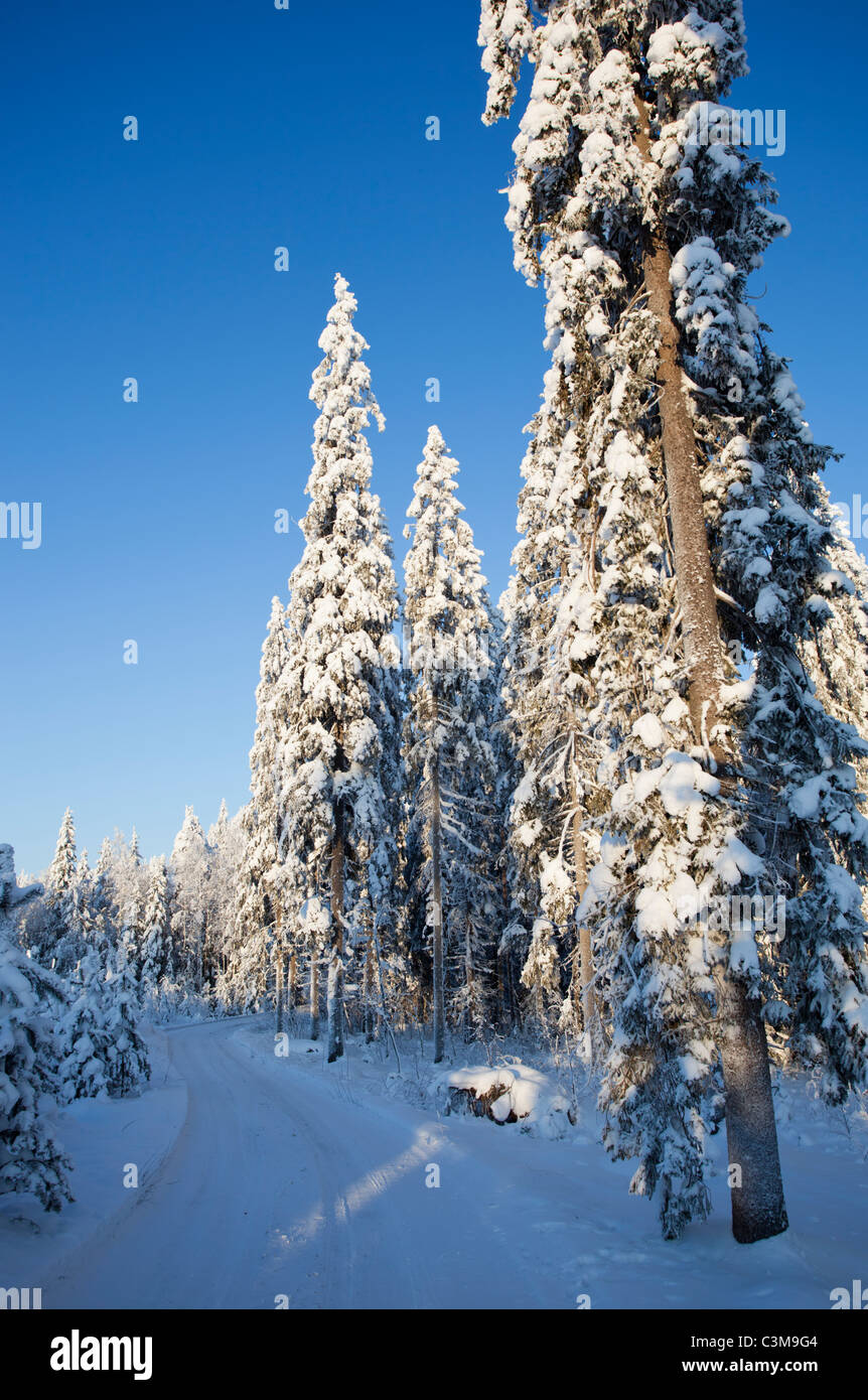 Empty taiga forest road and snow covered spruce ( picea abies ) trees , Finland Stock Photo - Alamy
