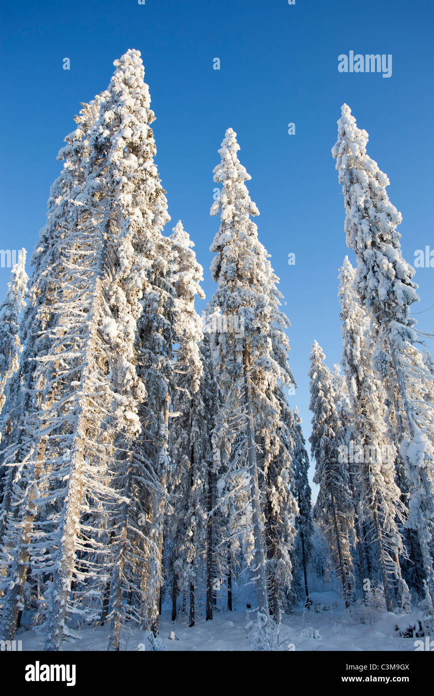 Snow covered spruce ( picea abies ) trees in the taiga forest , Finland Stock Photo - Alamy