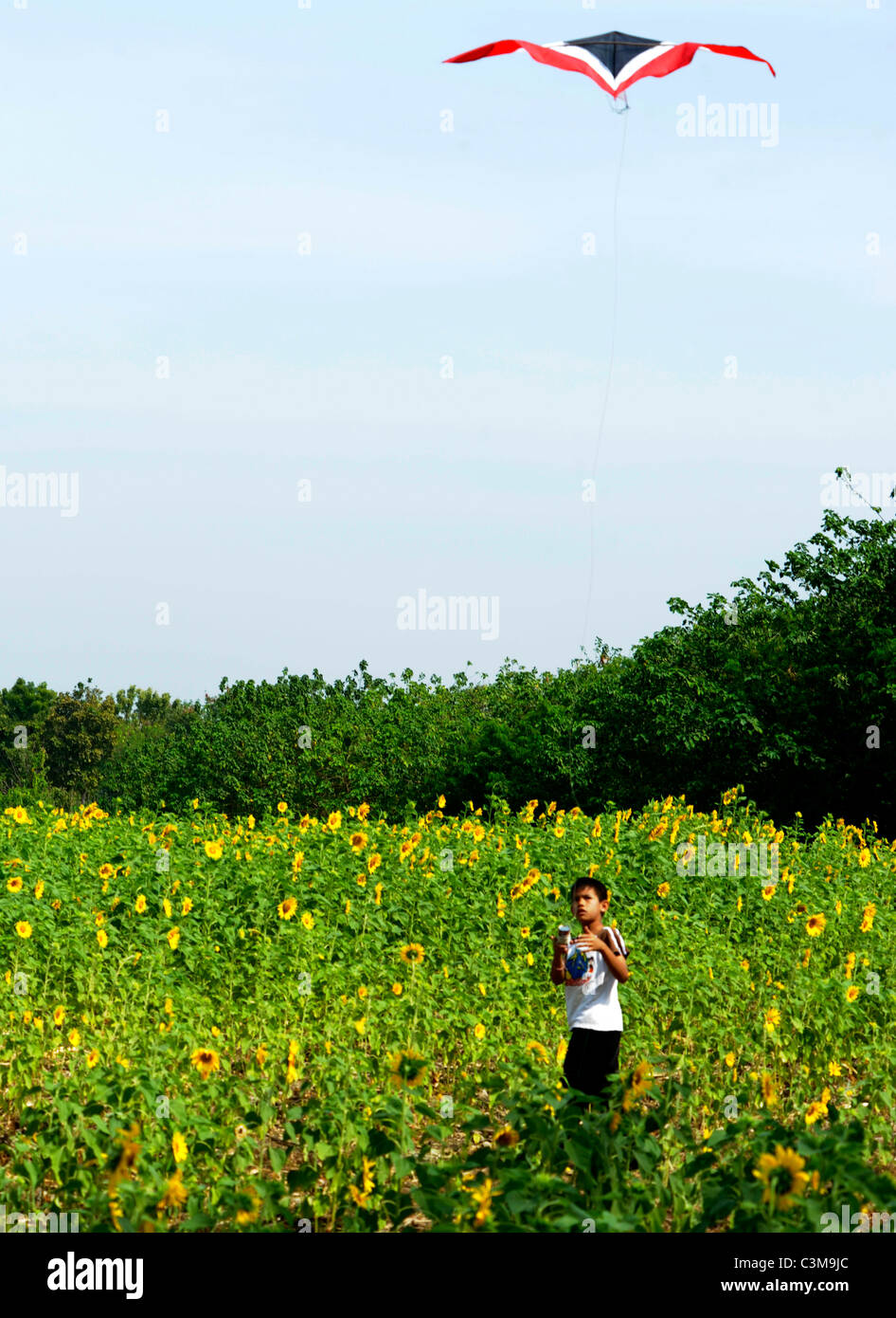Sunflower Field Sunflower Fields Lopburi High Resolution Stock ...