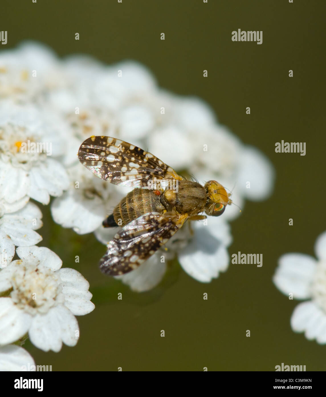 Fruit Fly (Oxyna parietina), France Stock Photo - Alamy