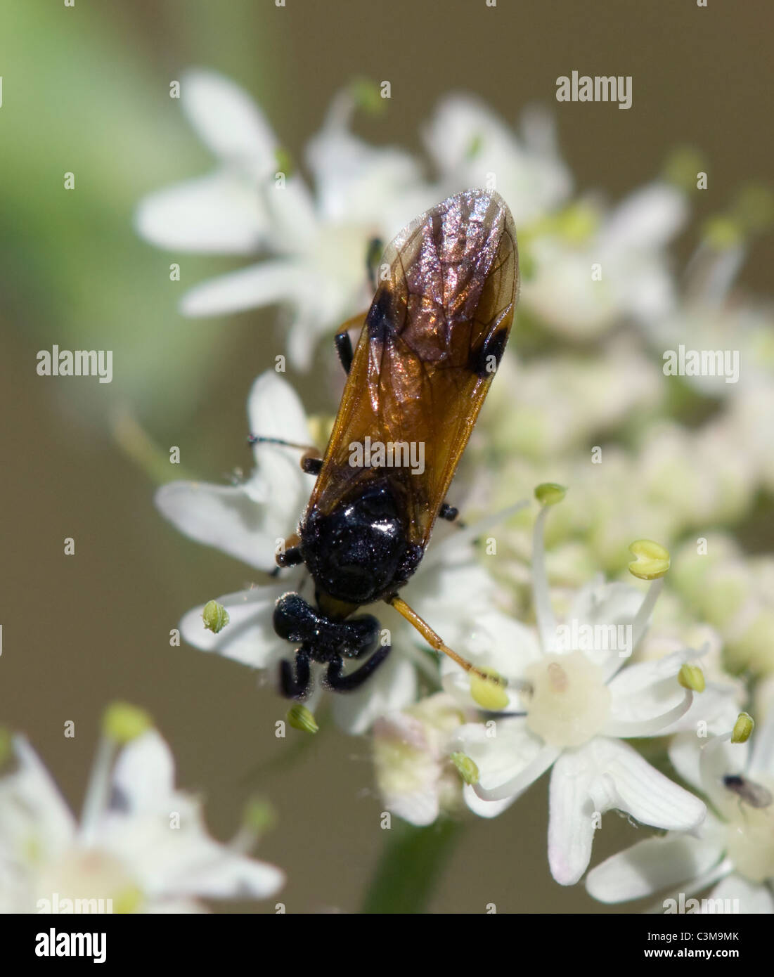 Rust Fly (Psila rosae), France Stock Photo - Alamy