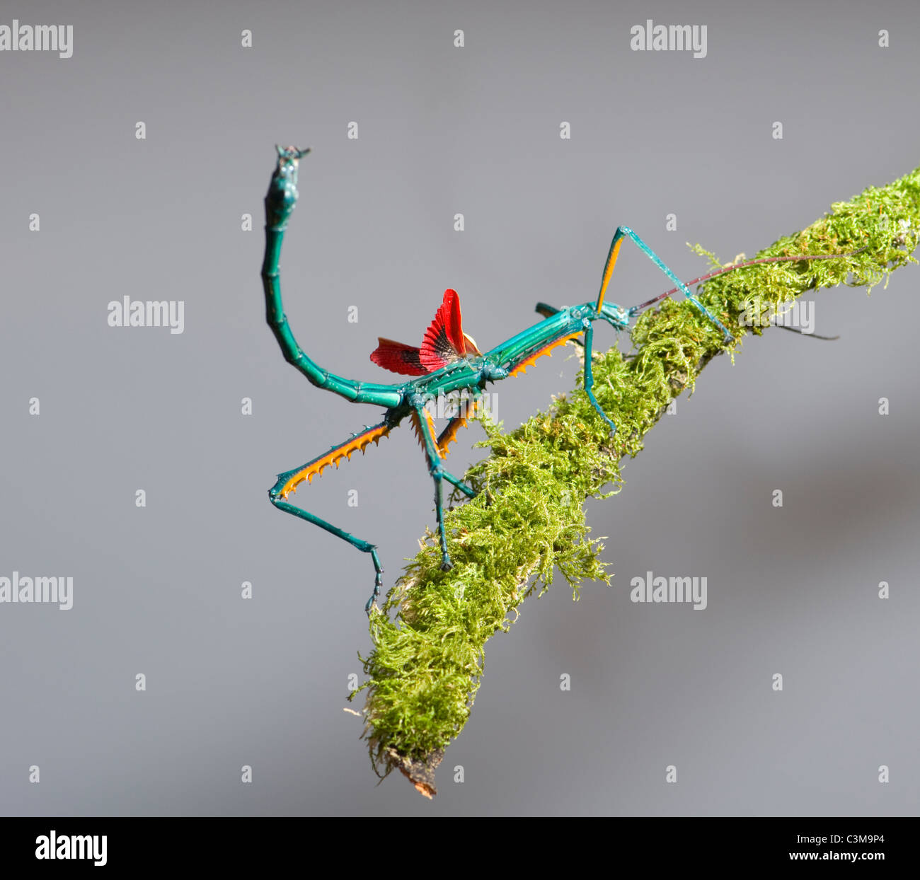 Male Stick Insect (Achriopetra fallax) in defensive position, Captive ...