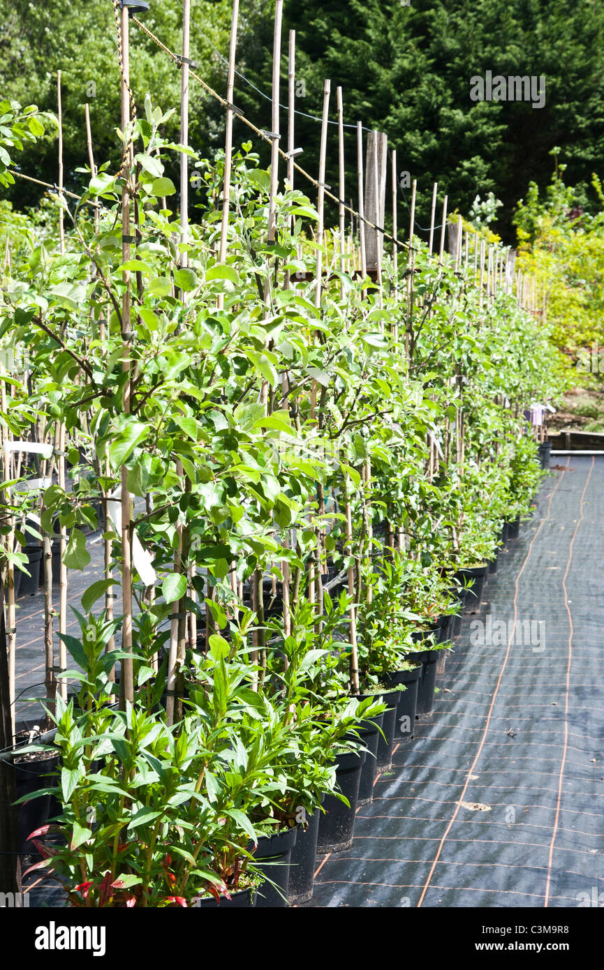 Apple trees being grown for retail at a garden centre center nursery ...