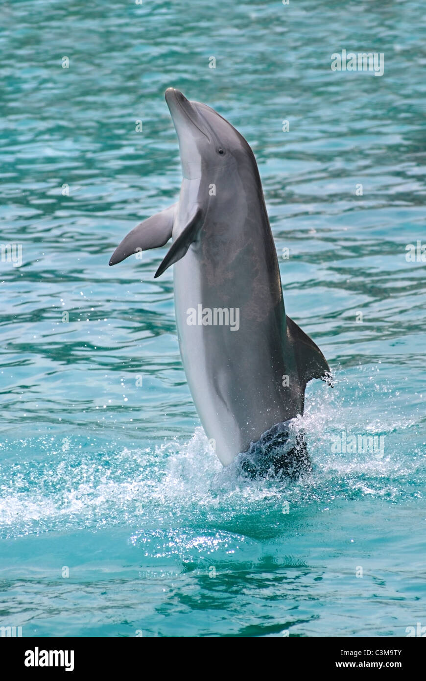 Dolphin Profile High Resolution Stock Photography and Images - Alamy