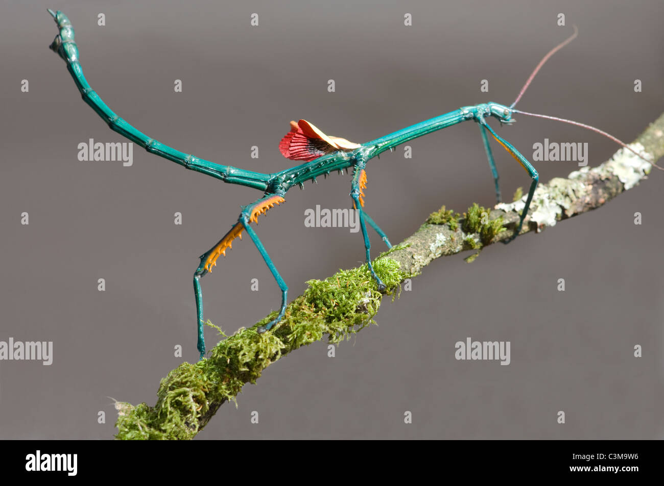 Male Stick Insect (Achriopetra fallax) in defensive position, Captive ...