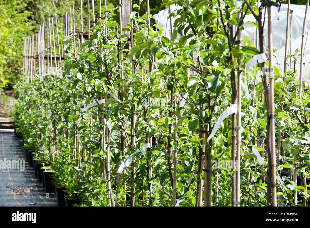 Apple trees being grown for retail at a garden centre center nursery ...