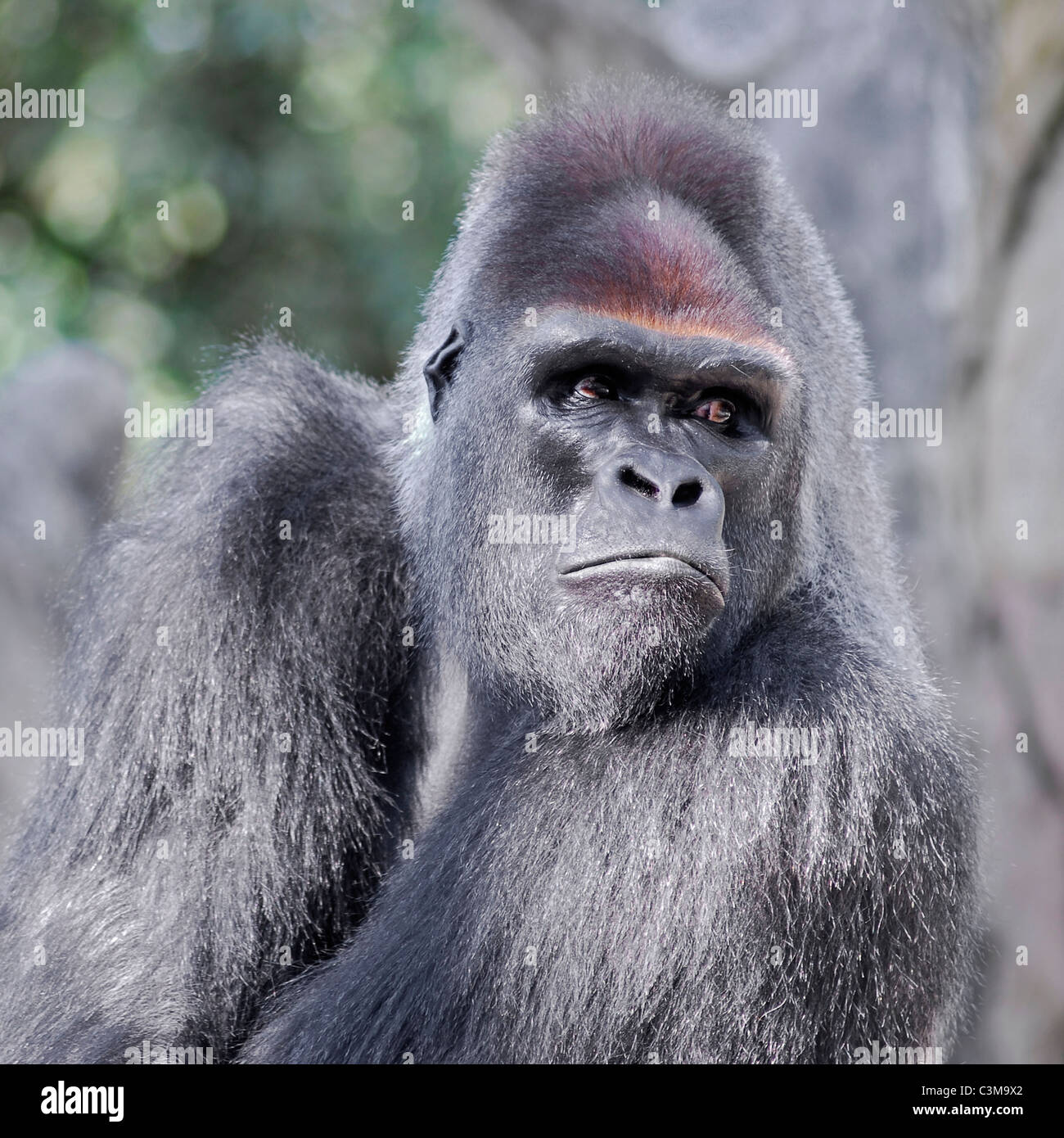 Front portrait of gorilla looking on the side Stock Photo - Alamy