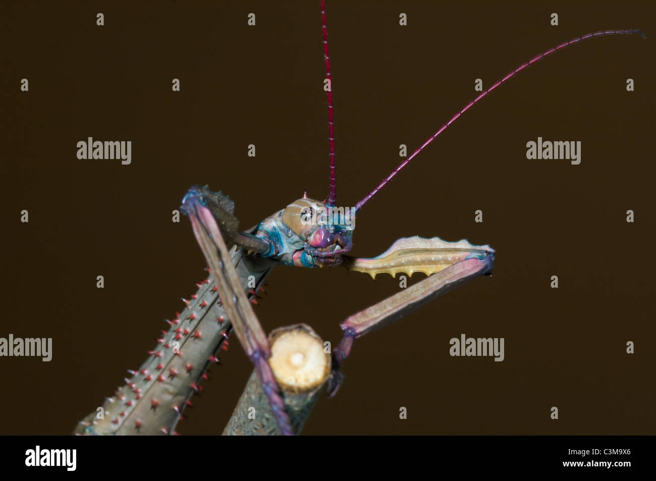 Stick insects madagascar hi-res stock photography and images - Alamy