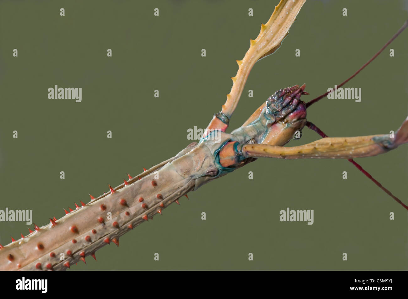 Female Stick Insect (Achriopetra fallax), Hanging upside down Stock ...