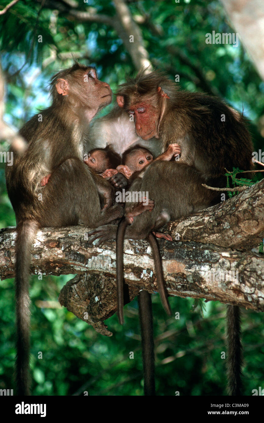 Bonnet macaque monkey (Macaca radiata: Cercopithecidae) females with ...