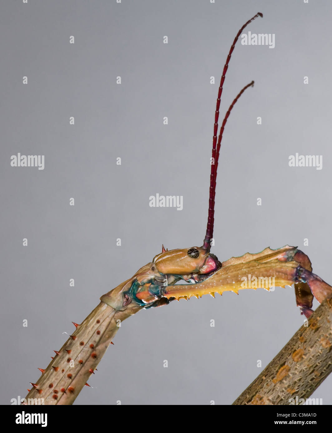 Female Stick Insect (Achriopetra fallax Stock Photo - Alamy