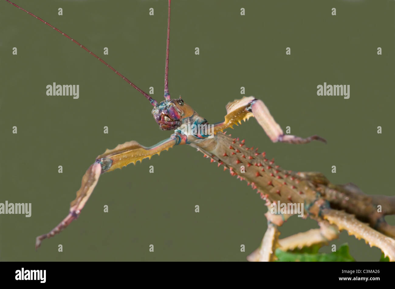 Female Stick Insect (Achriopetra fallax Stock Photo - Alamy