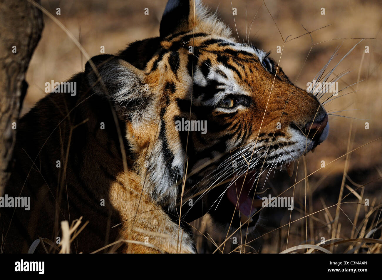 Tiger head hi-res stock photography and images - Alamy