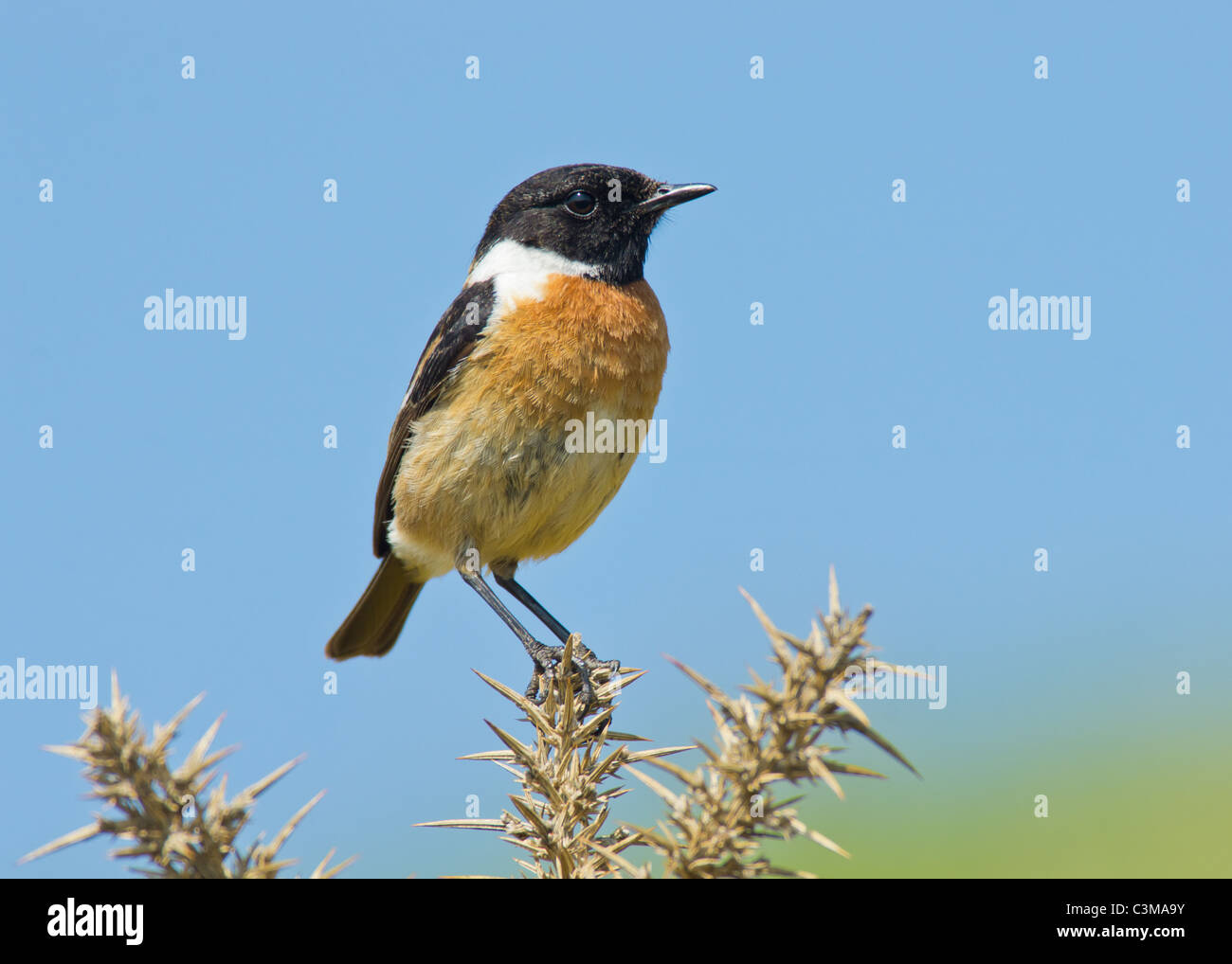 Stonechat (Saxicola rubicola Stock Photo - Alamy