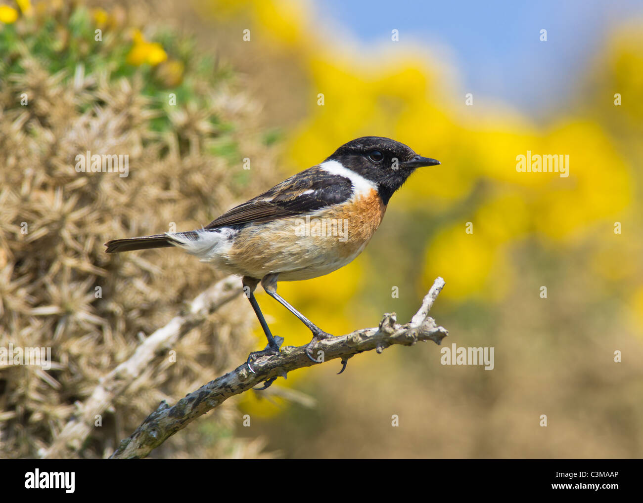 Stonechat (Saxicola rubicola Stock Photo - Alamy