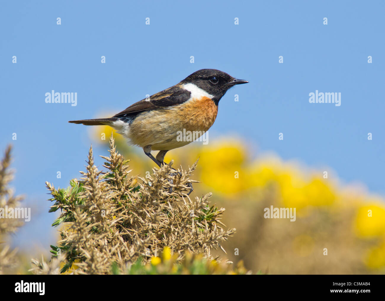 Male saxicola rubicola hi-res stock photography and images - Alamy