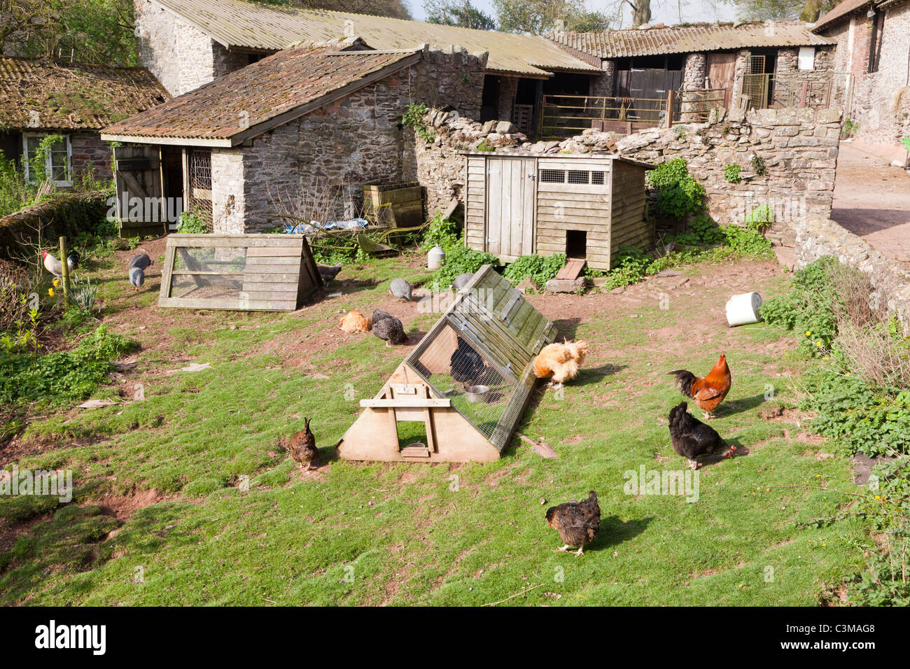 Old english fowl hi-res stock photography and images - Alamy