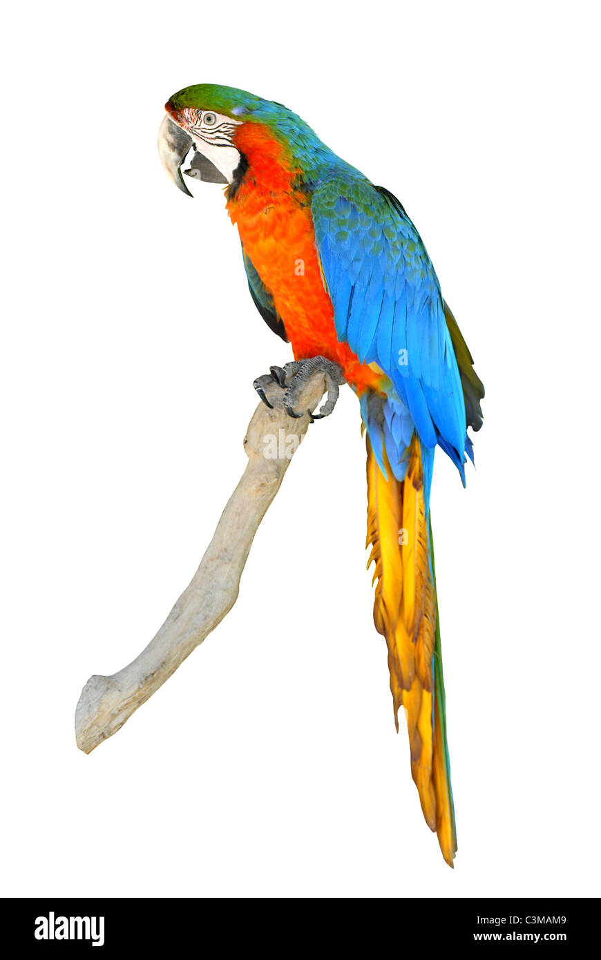 Scarlet macaw (Ara chloroptera) perched on branch isolated on white ...