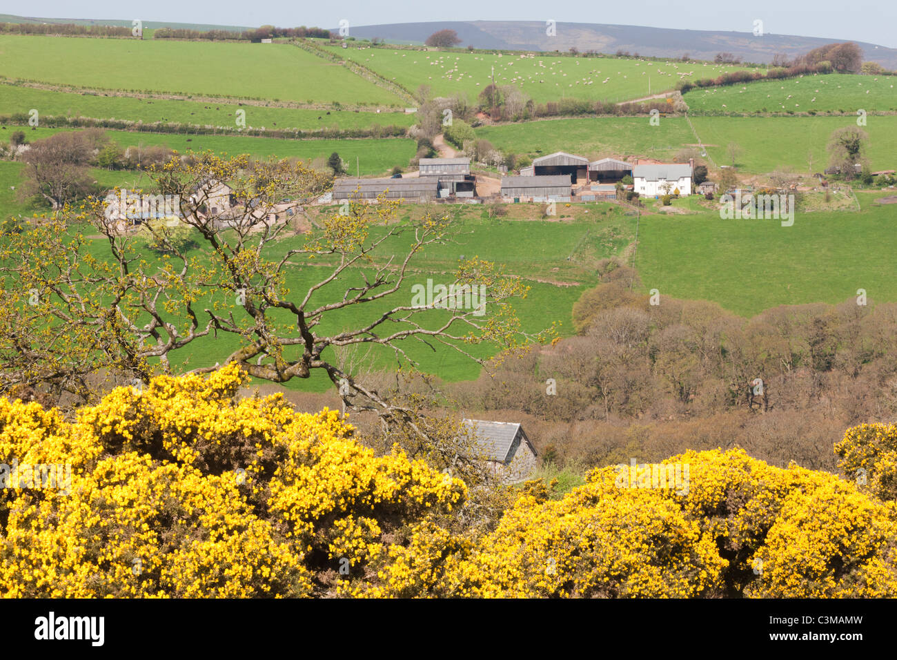 Springtime yellow gorse bloom hi-res stock photography and images - Alamy