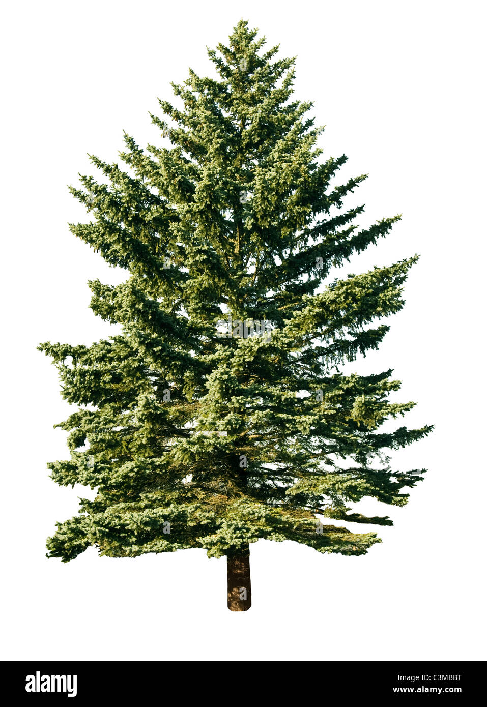 pine tree is isolated on a white background Stock Photo - Alamy