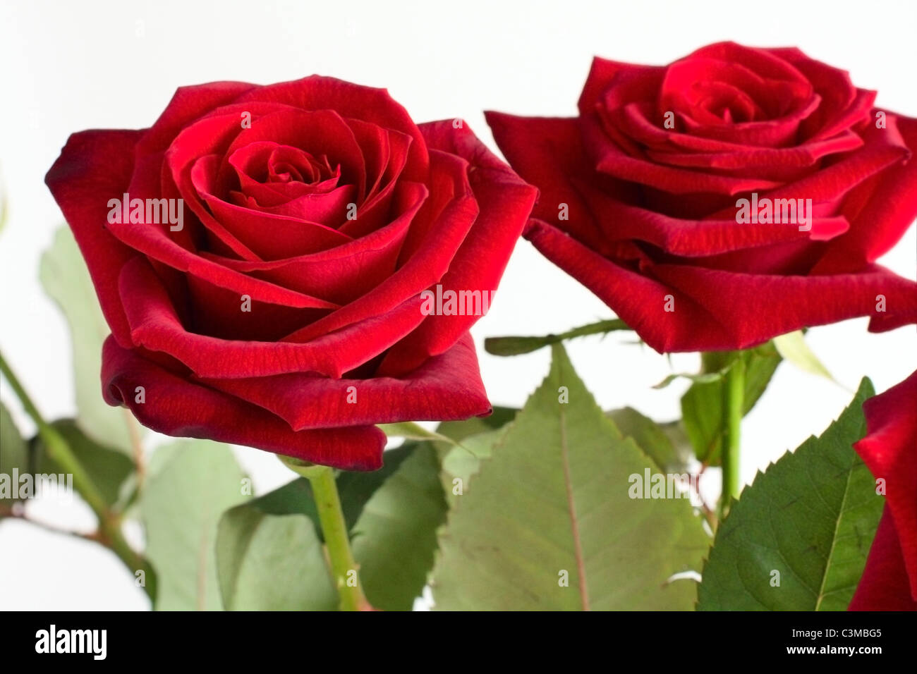 beautiful bouquet of bright red roses on a light background Stock Photo ...