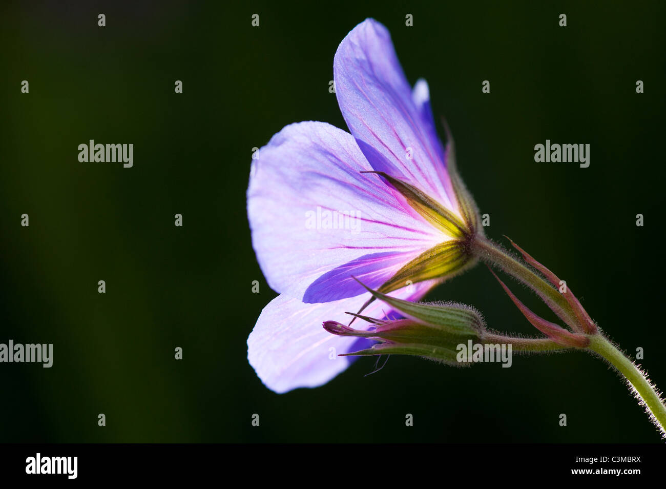 Cranesbill flower hi-res stock photography and images - Alamy
