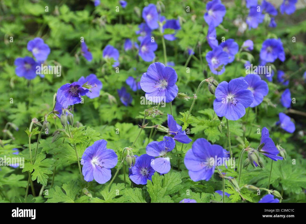 Geranium himalayense. Commonly called Cranesbill Stock Photo - Alamy