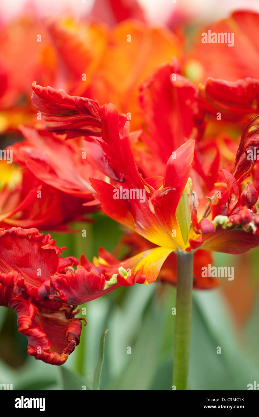 Tulipa ‘Rococo’, Parrot Tulips Stock Photo - Alamy