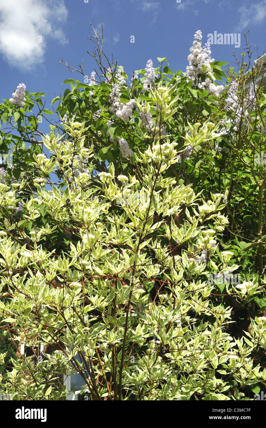 Dogwood in spring Stock Photo - Alamy