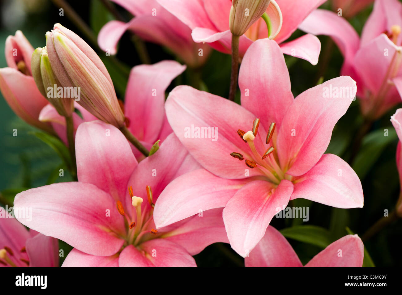Flowers lilies lilium longiflorum hi-res stock photography and images ...