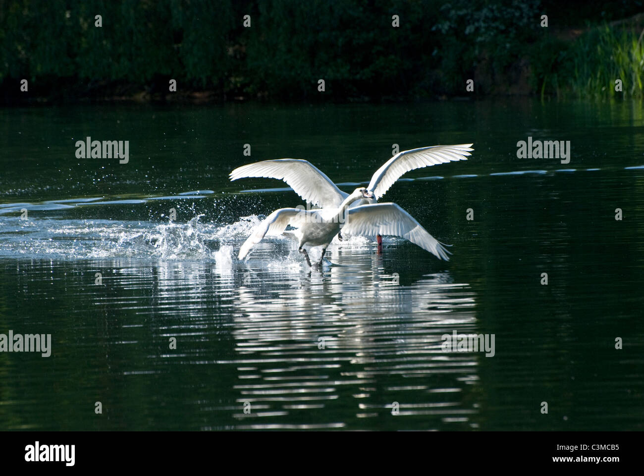 Two mute swans fighting Stock Photo - Alamy