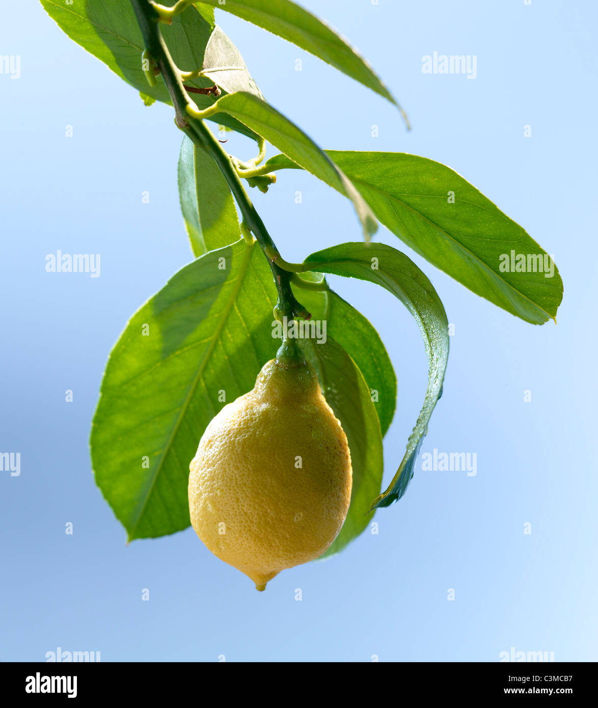 Limonum, Branch of lemon against sky Stock Photo - Alamy