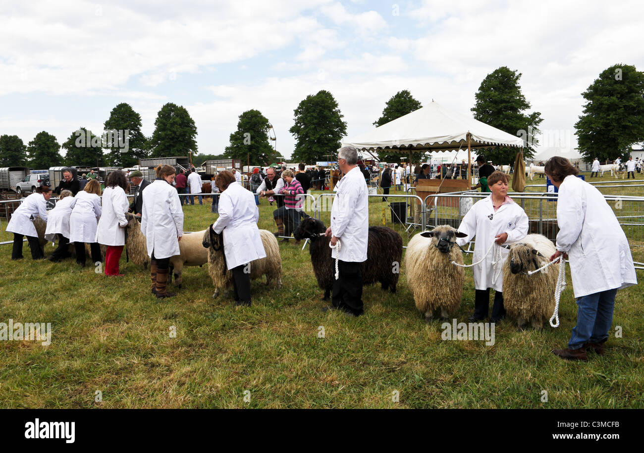 EDITORIAL USE image competition sheep at the South Suffolk Show held on ...