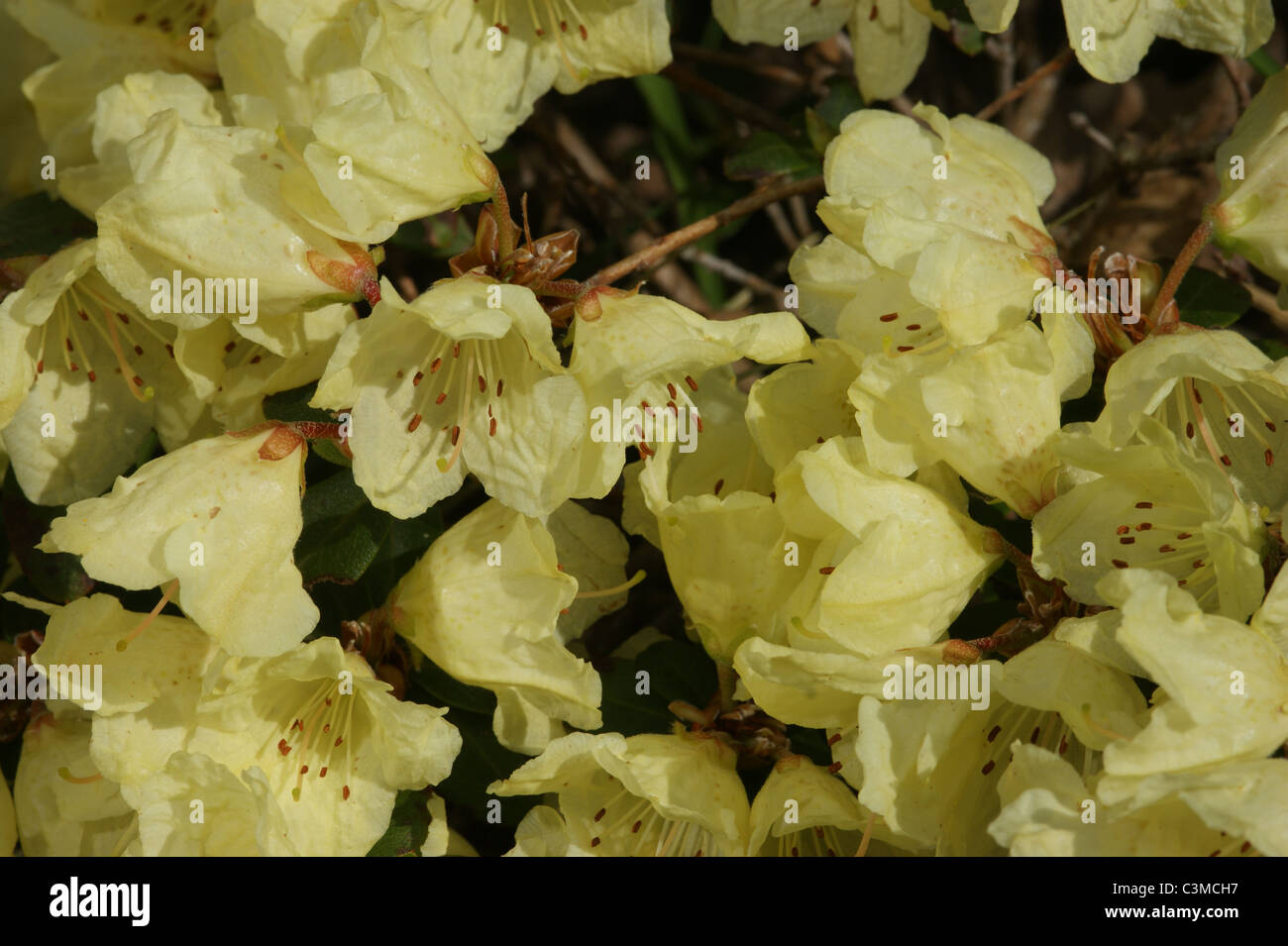 Rhododendron wren hi-res stock photography and images - Alamy