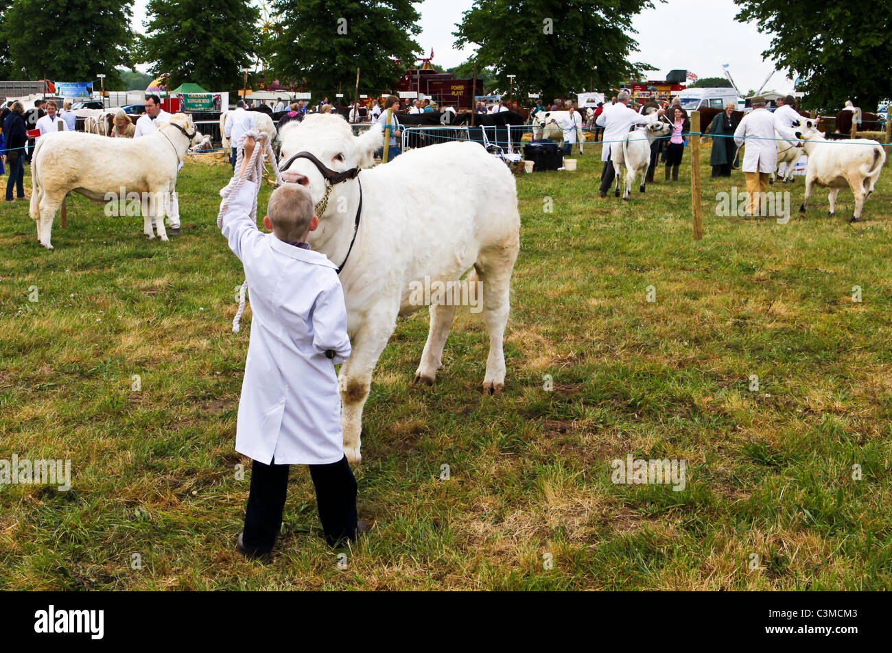 EDITORIAL USE image of competition cows at the South Suffolk Show held ...