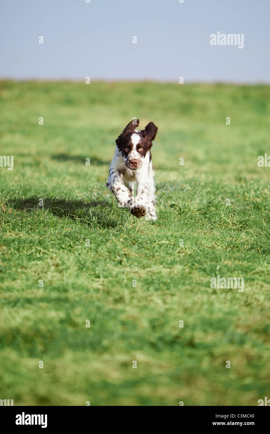Germany, Bavaria, English Springer Spaniel on grass Stock Photo - Alamy