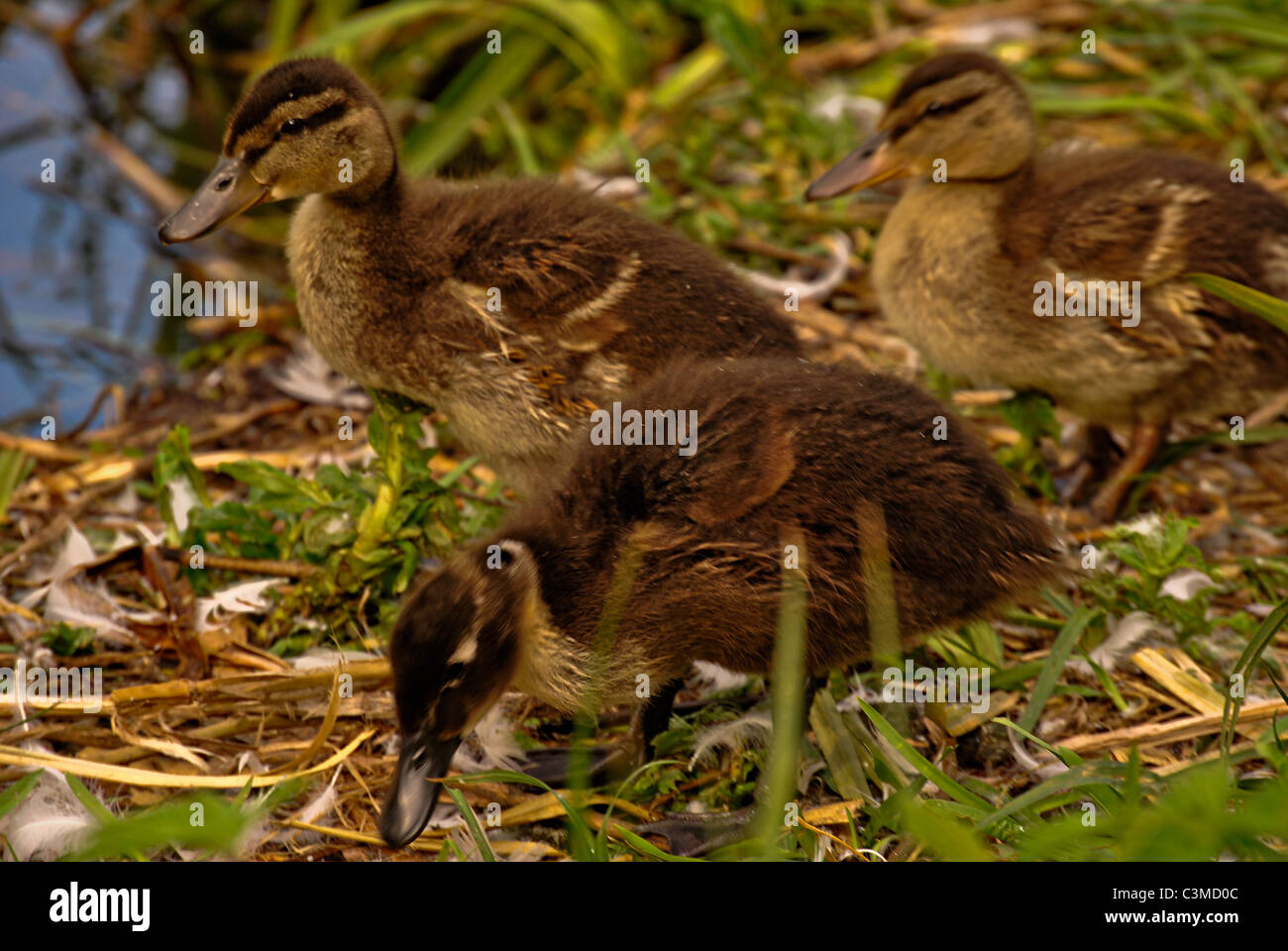 Ducklings nature norfolk hi-res stock photography and images - Alamy