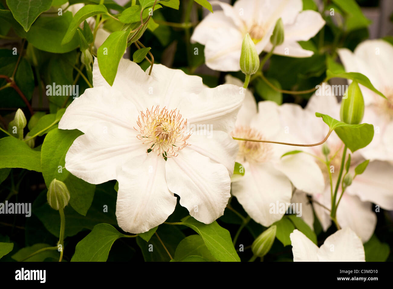 Pastel pink clematis flowers hi-res stock photography and images - Alamy