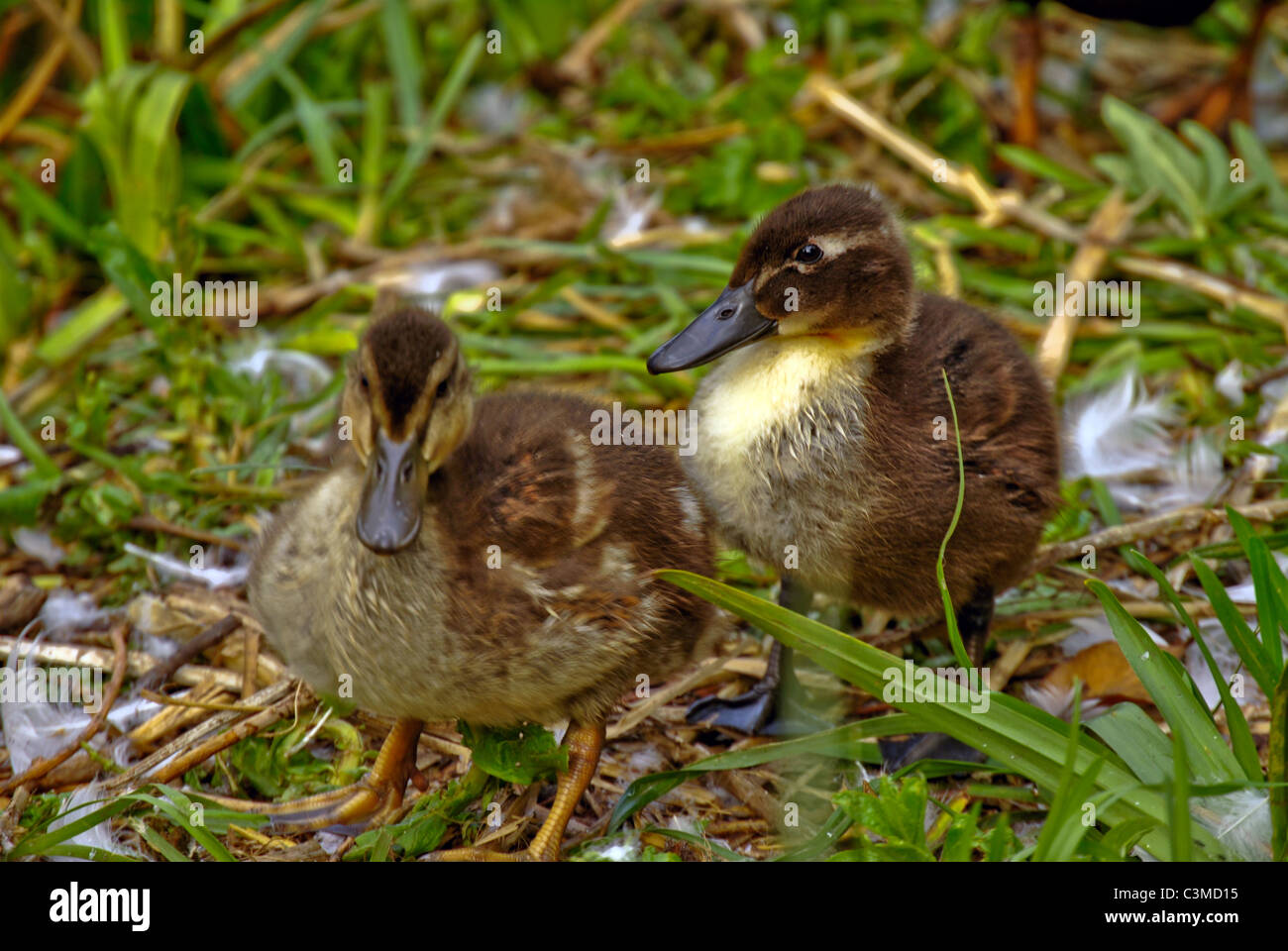 Ducklings nature norfolk hi-res stock photography and images - Alamy