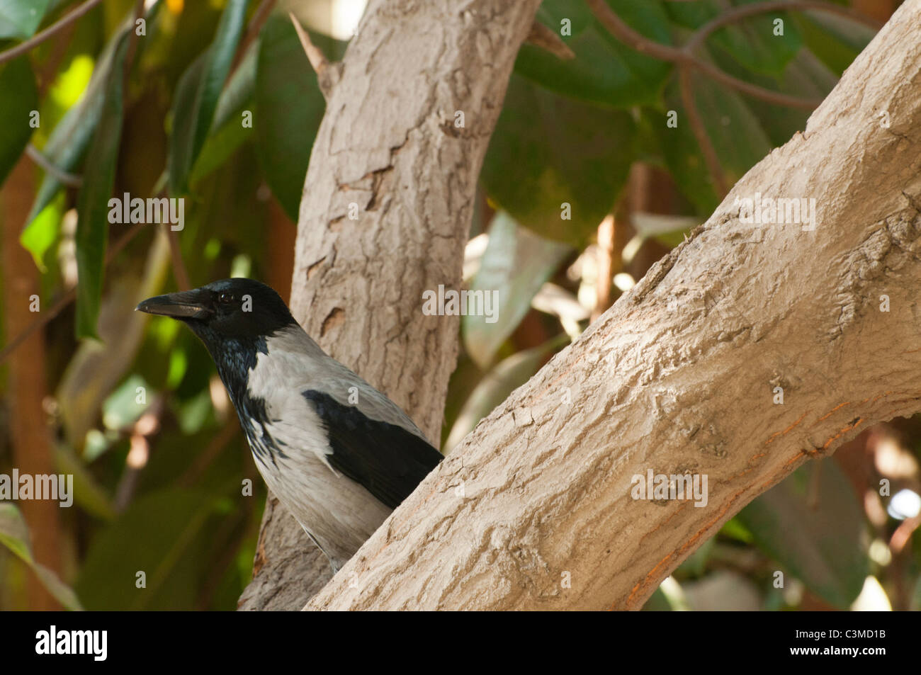A Hooded Crow ([Corvus cornix) perches in a tree in Cairo, Egypt Stock ...