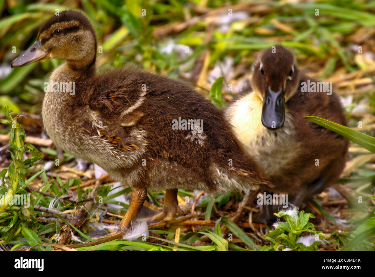 Ducklings nature norfolk hi-res stock photography and images - Alamy
