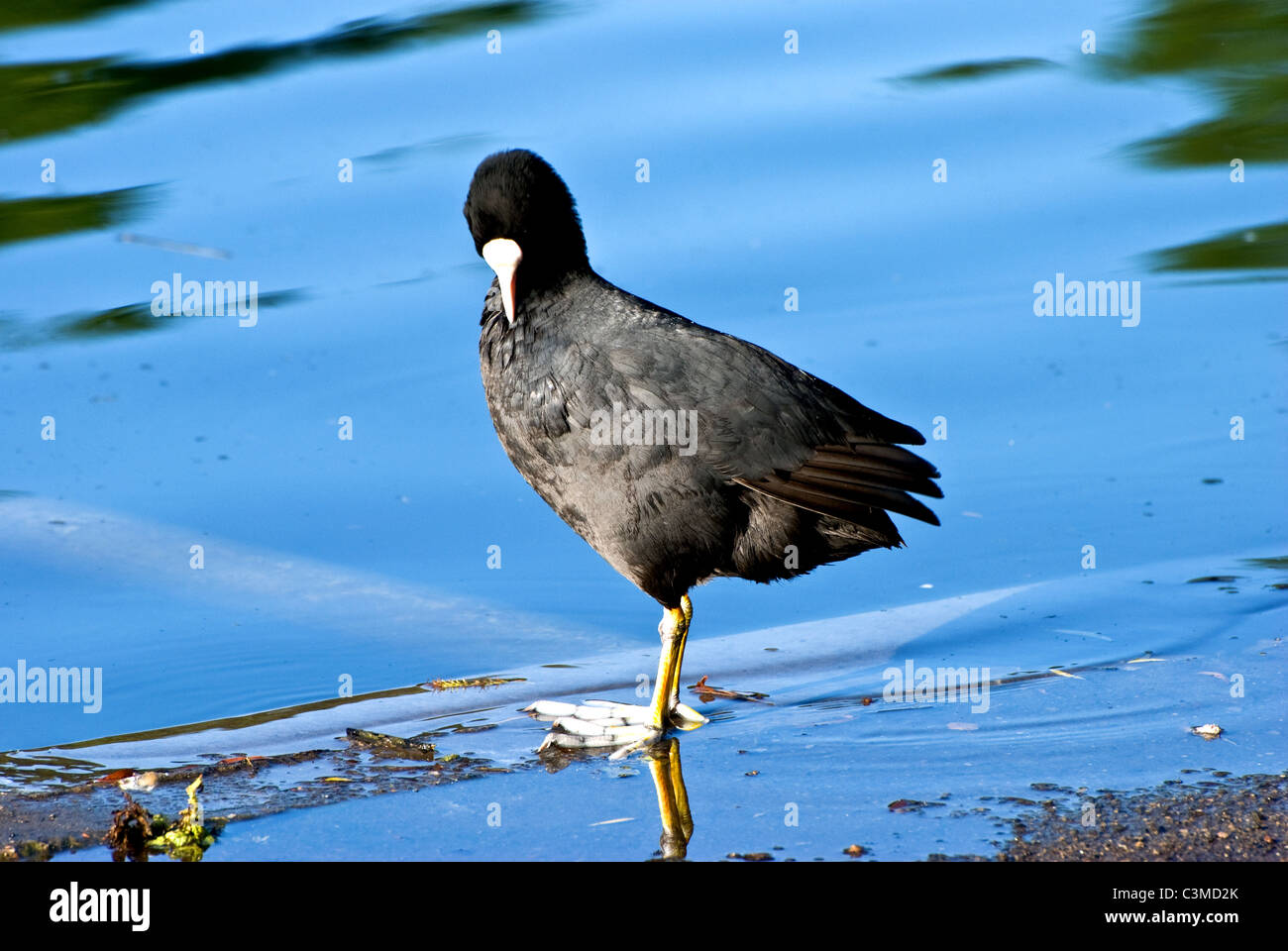 Coot standing by the edge of a lake Stock Photo - Alamy